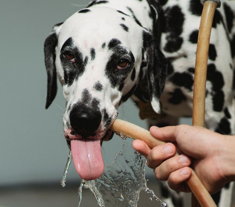 Protejarea animalelor în sezonul cald: recomandările ANSVSA pentru ...