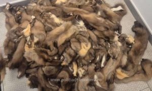 Captură neobişnuită la vama Siret! Un şofer a fost prins cu 100 de piei ...